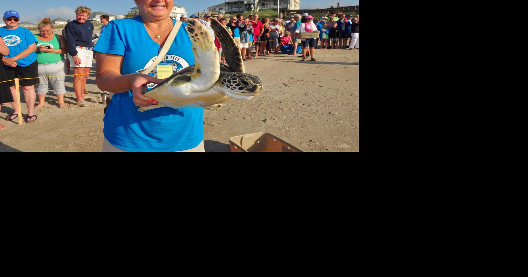 Organizations release sea turtles | News | carolinacoastonline.com