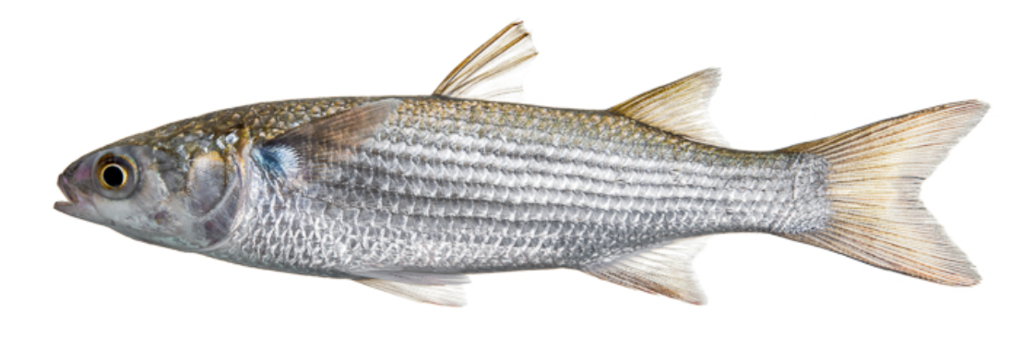 Fisheries commission approves striped mullet plan with commercial ...