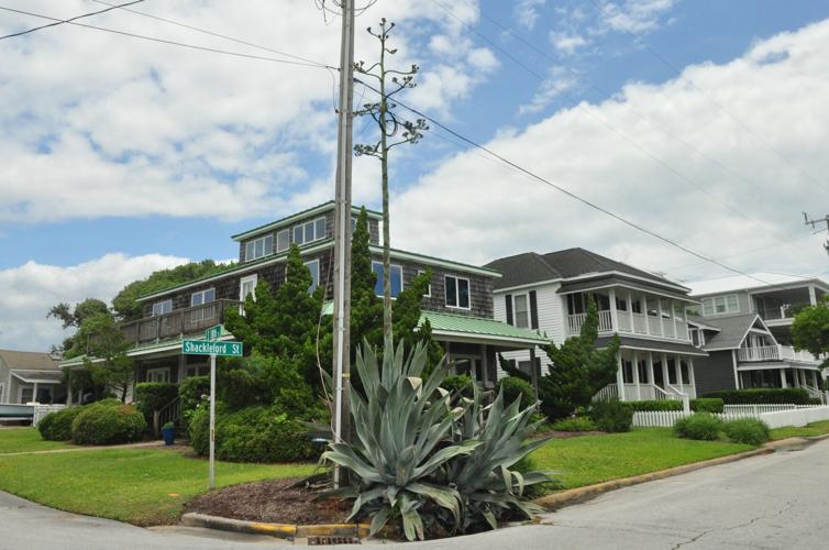 Tall century plant puts on quite a show | News | carolinacoastonline.com