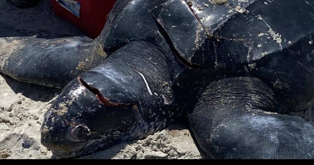 NOAA biologists encounter leatherback turtle death from severe boat ...