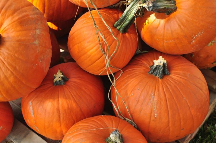 Pumpkins back at First Presbyterian Church | Morehead City ...