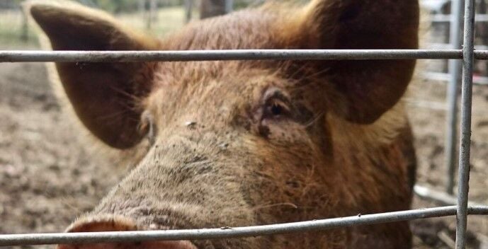 Judges reverse ruling sending hog ‘slush fund’ money to NC schools ...