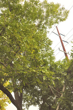 Utility ready to trim trees | | carolinacoastonline.com