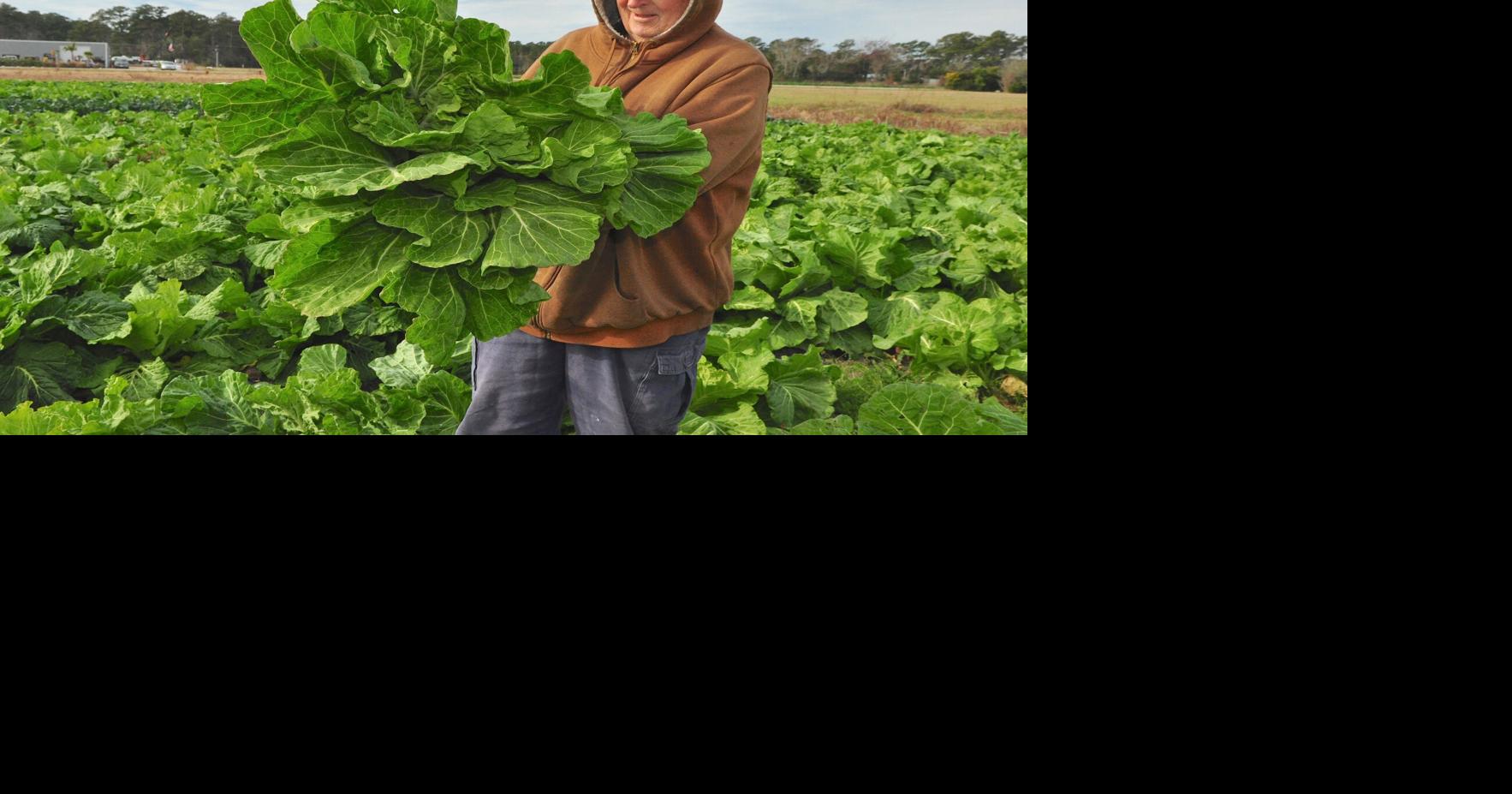 Farmers report bumper crop of collards just in time for New Year’s Day ...