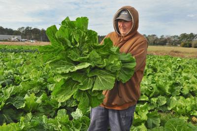 Farmers report bumper crop of collards just in time for New Year’s Day ...