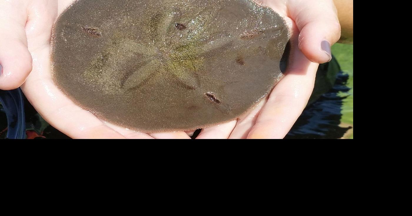 Sand dollars were masters of their environment when alive | Regional ...