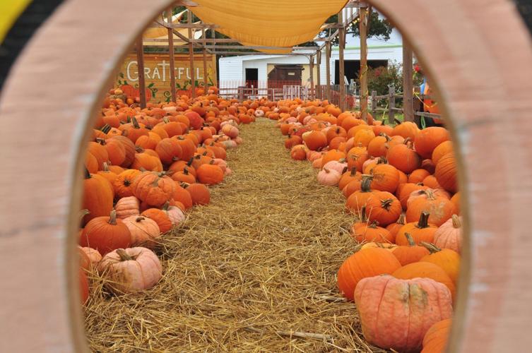 Hannah's Hope Pumpkin Patch supports good cause | News | carolinacoastonline.com