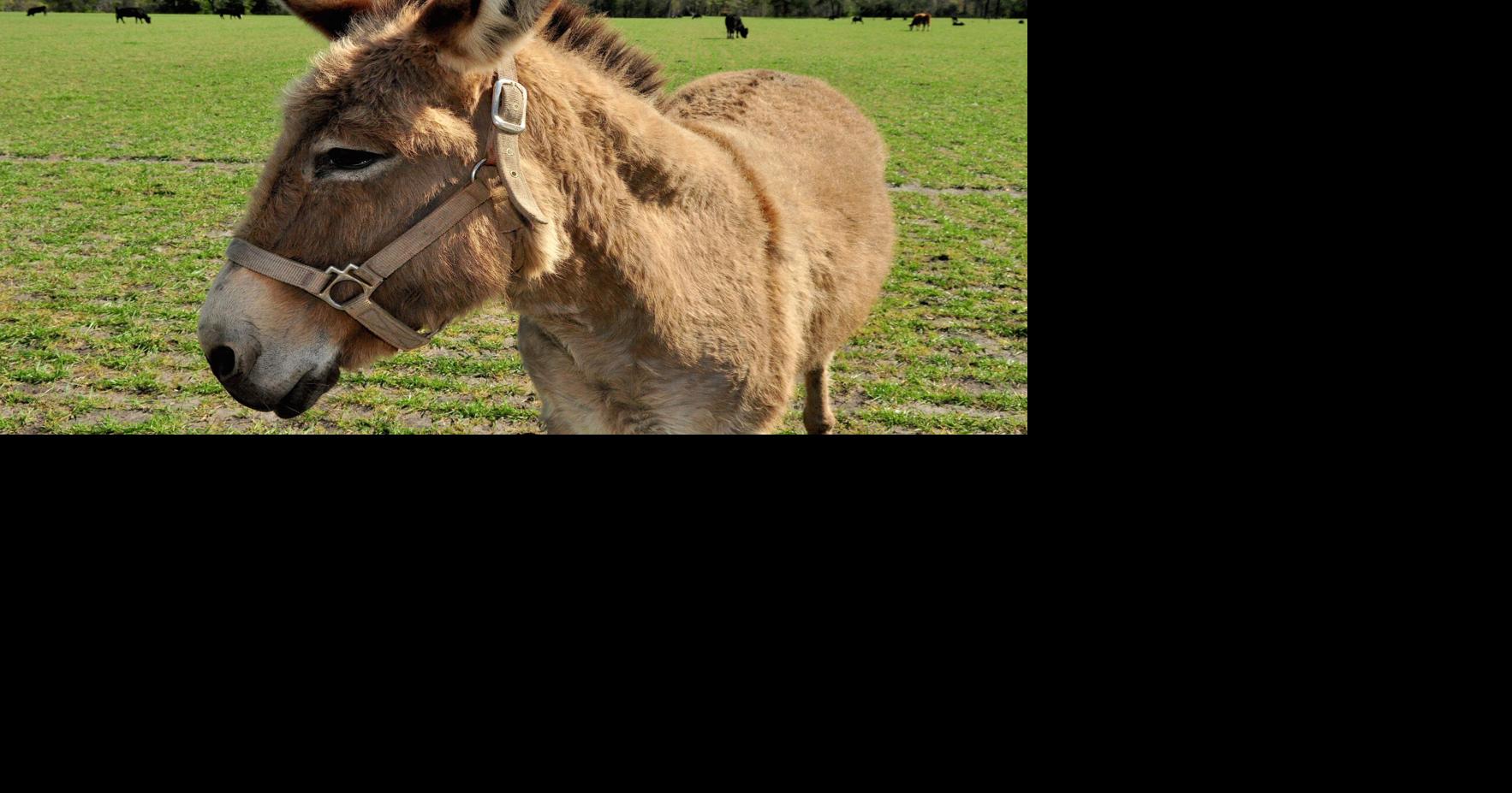 Just a nibble | | carolinacoastonline.com