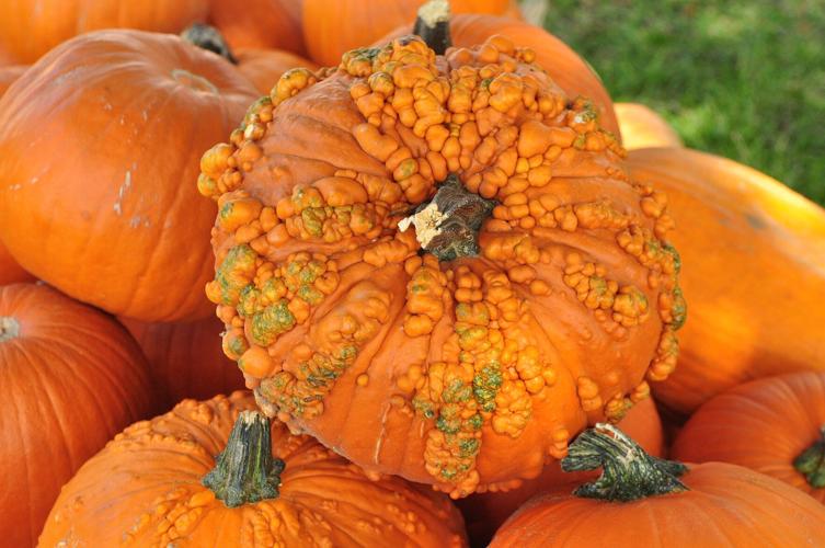 Pumpkins back at First Presbyterian Church | Morehead City ...