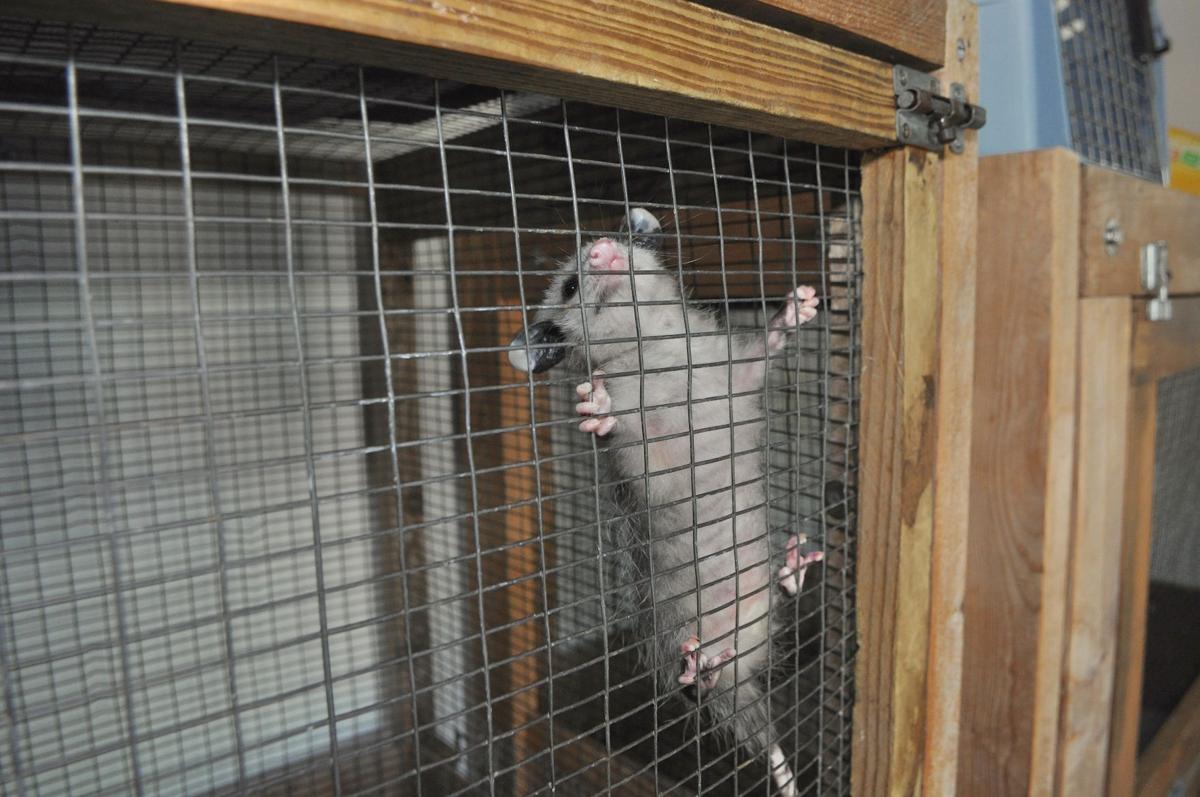 Rescued Babies | Multimedia | carolinacoastonline.com