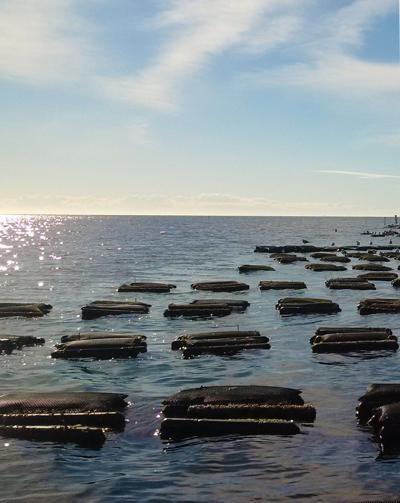 NC Coastal Federation: More investment needed in mariculture ...