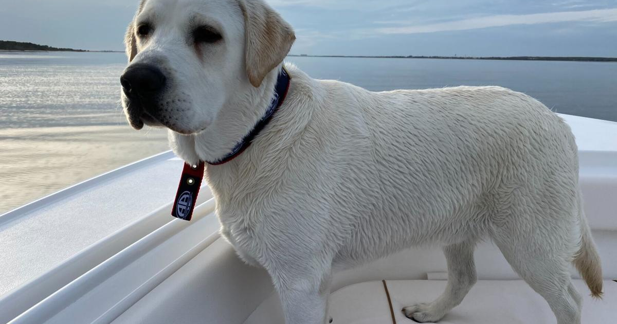 Ollie and owner Jodi Justice have won a Free Bath from Shampooches ...