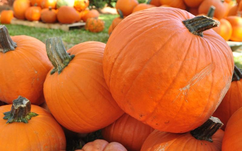 Pumpkins back at First Presbyterian Church | Morehead City ...