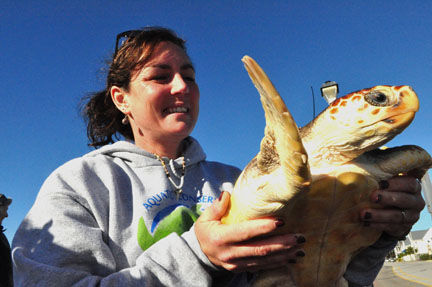 Sea turtles released | Photo Galleries | carolinacoastonline.com
