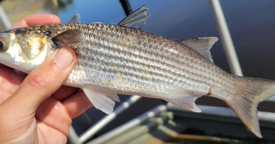 Fisheries Association still contends tough new rules for mullet fishery ...