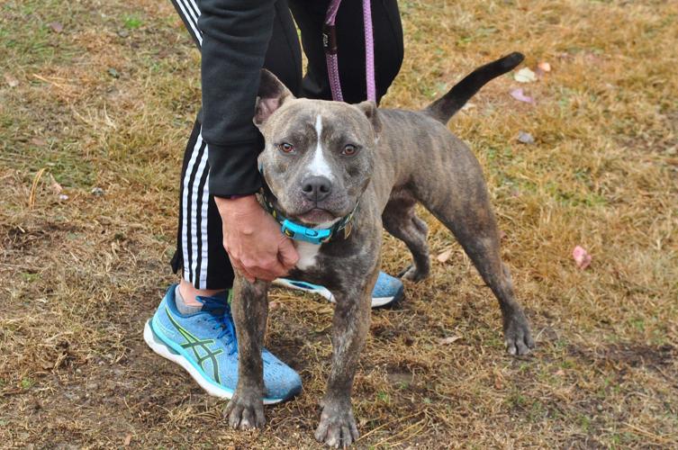 Santa Paws tree helps shelter animals | News | carolinacoastonline.com