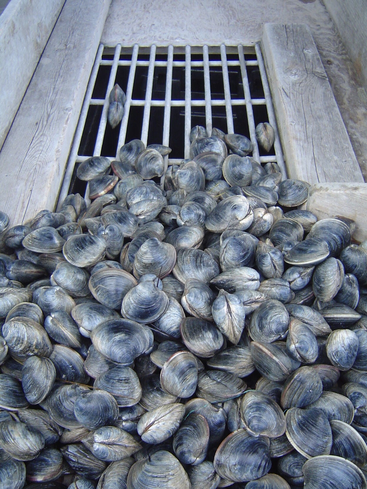 Carteret County growers contribute to shellfish aquaculture boom in ...