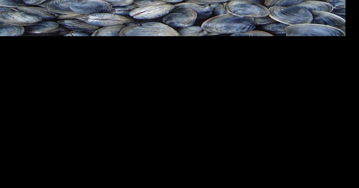 Carteret County growers contribute to shellfish aquaculture boom in ...