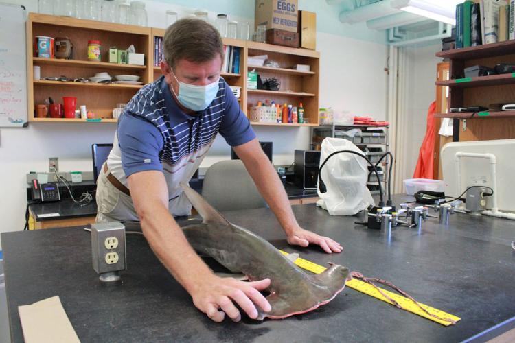 Shark Week 2021: IMS shark survey enters 50th consecutive year | News ...