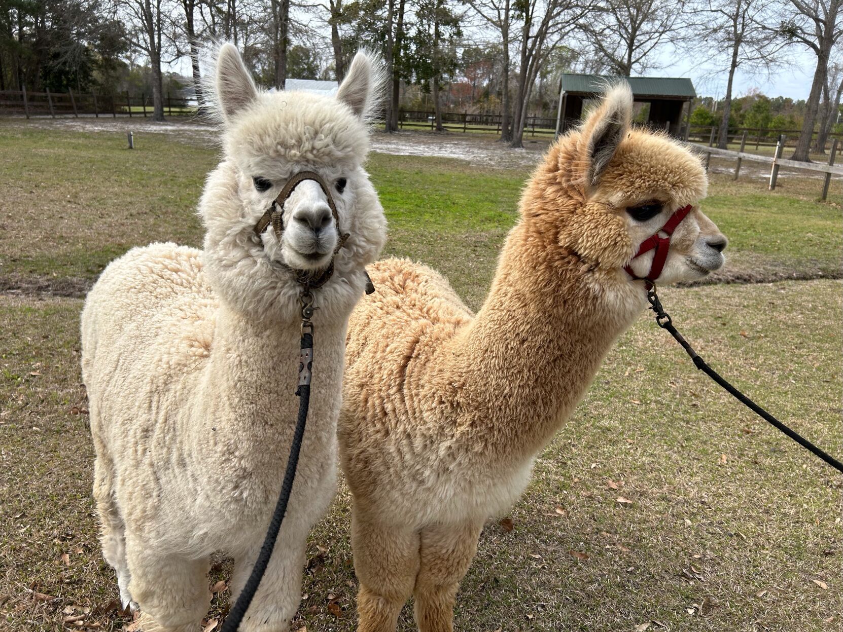Alpaca farm to open to public | News | carolinacoastonline.com