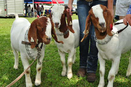 2014 Carteret County Carolina Meat Goat Showmanship Competition | Photo ...