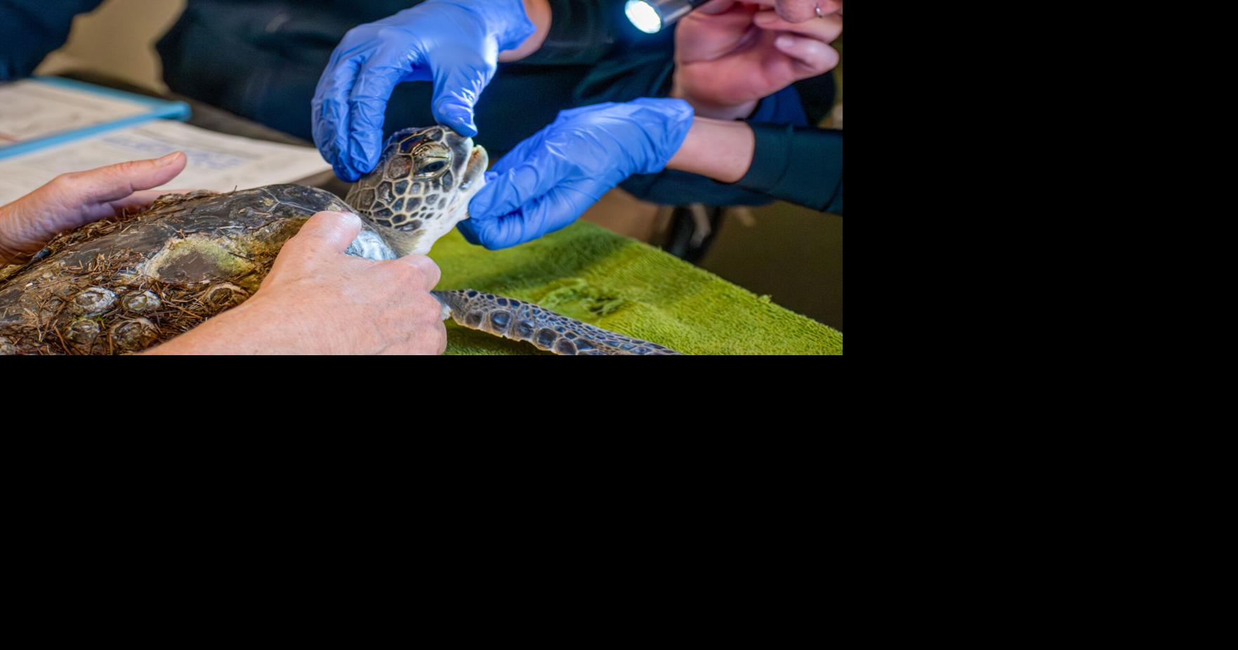 Saving sea turtles takes a village | News | carolinacoastonline.com