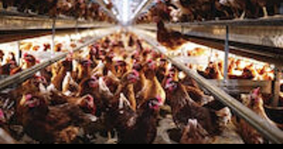 North Carolina lifts suspension on poultry shows, sales | Regional ...