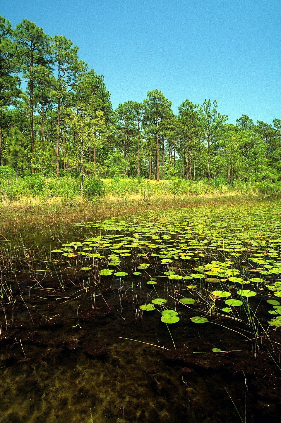 Croatan National Forest to begin prescribed fires | News ...