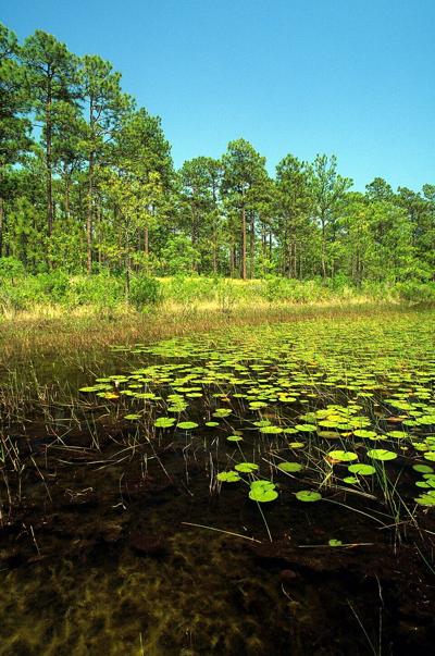 Croatan National Forest to begin prescribed fires | News ...