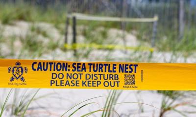 Love Thy Turtle raises sea turtle awareness with newly designed barrier ...