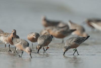 U.S. Fish and Wildlife Service lists rufa red knot as "threatened ...