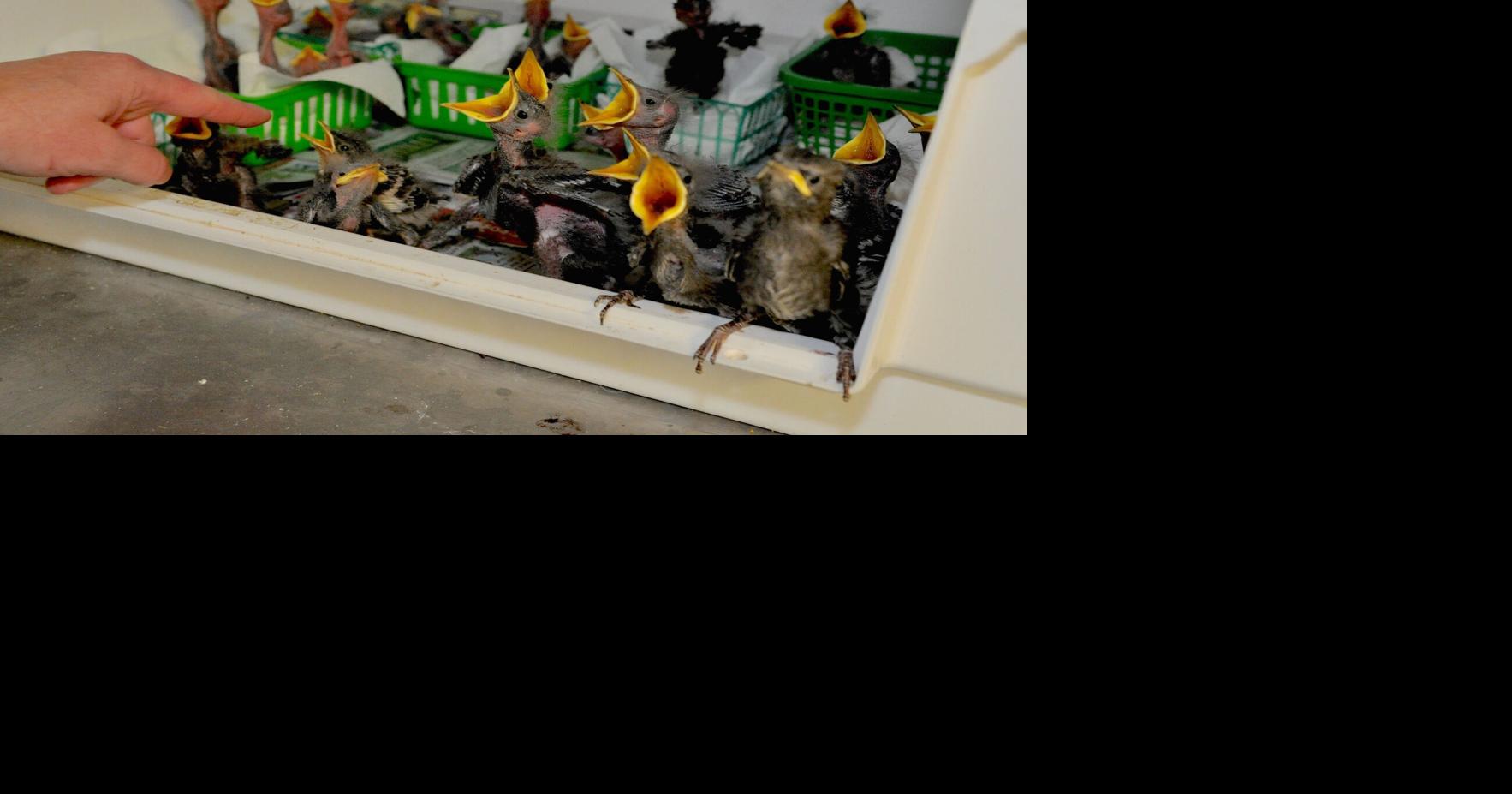 Feed me! | | carolinacoastonline.com