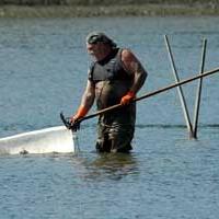 Gathering clams | | carolinacoastonline.com