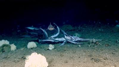 Expedition to explore plateau, shipwrecks off Atlantic coast | Regional ...