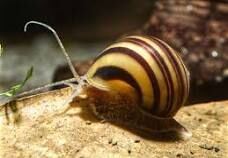 Apple Snail, a harmful invasive aquatic species, identified along the ...