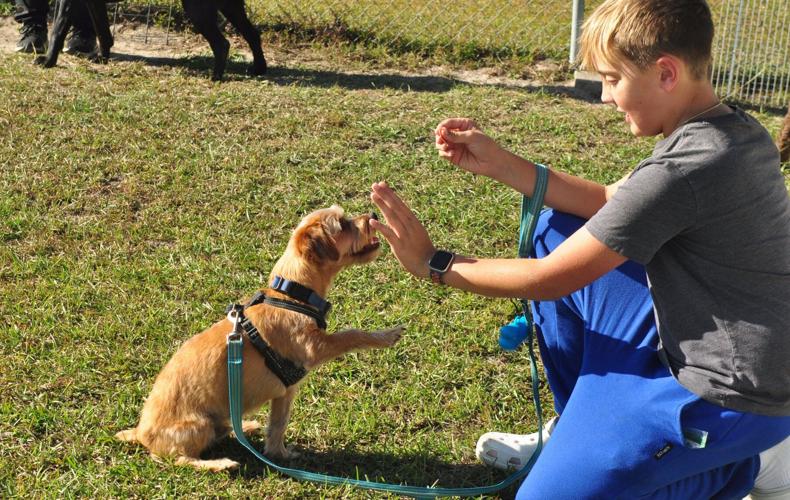 4-H dog show highlights canine talents, tail-waggin’ fun | News ...