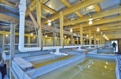 Seafood dealer, scientists collaborate to raise crabs | News ...