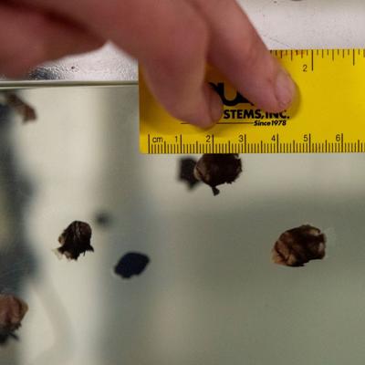 N.C. Aquariums receive grant funds to advance marine fish aquaculture ...