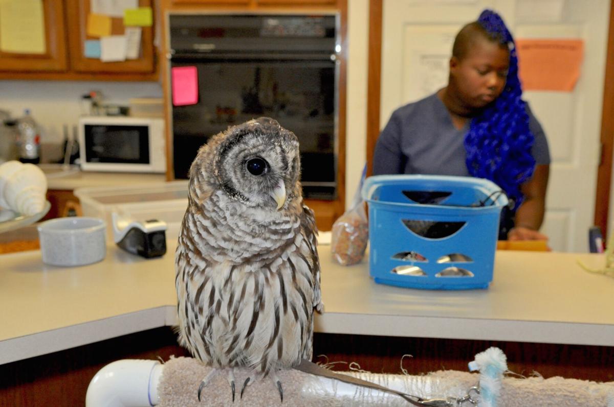 OWLS in need of volunteers, donations | News | carolinacoastonline.com