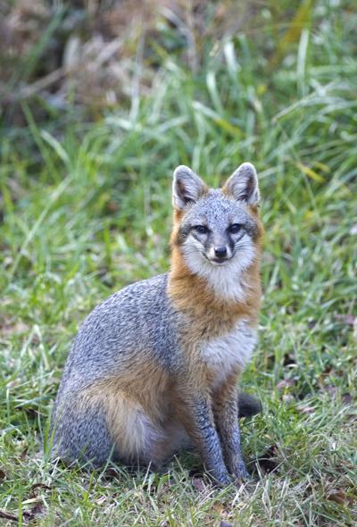 Wildlife commission offers advice for coexisting with foxes during ...