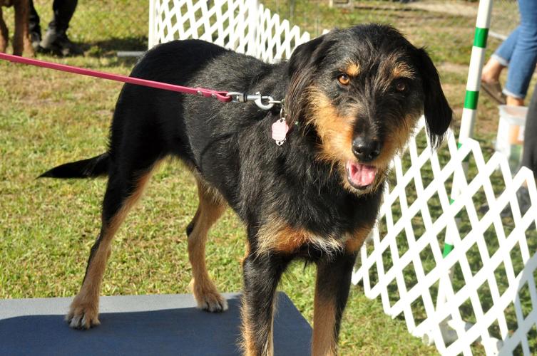 4-H dog show highlights canine talents, tail-waggin’ fun | News ...