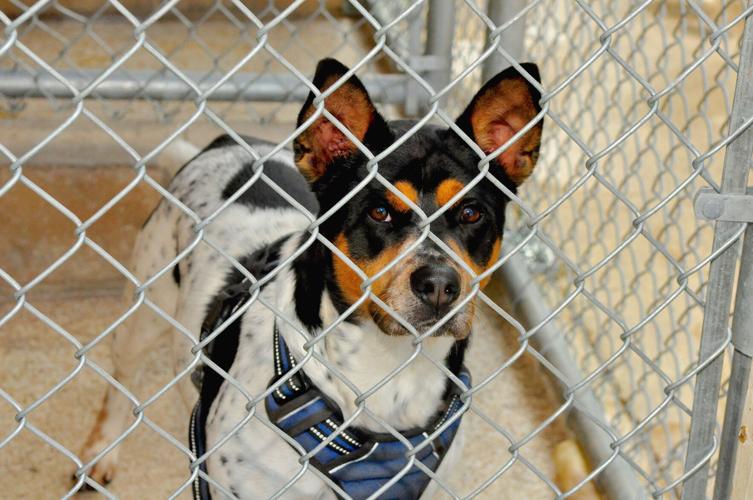 Santa Paws tree helps shelter animals | News | carolinacoastonline.com