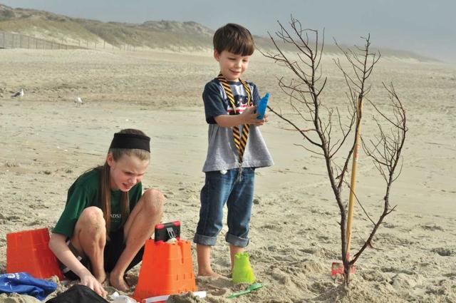 Beach tree | | carolinacoastonline.com