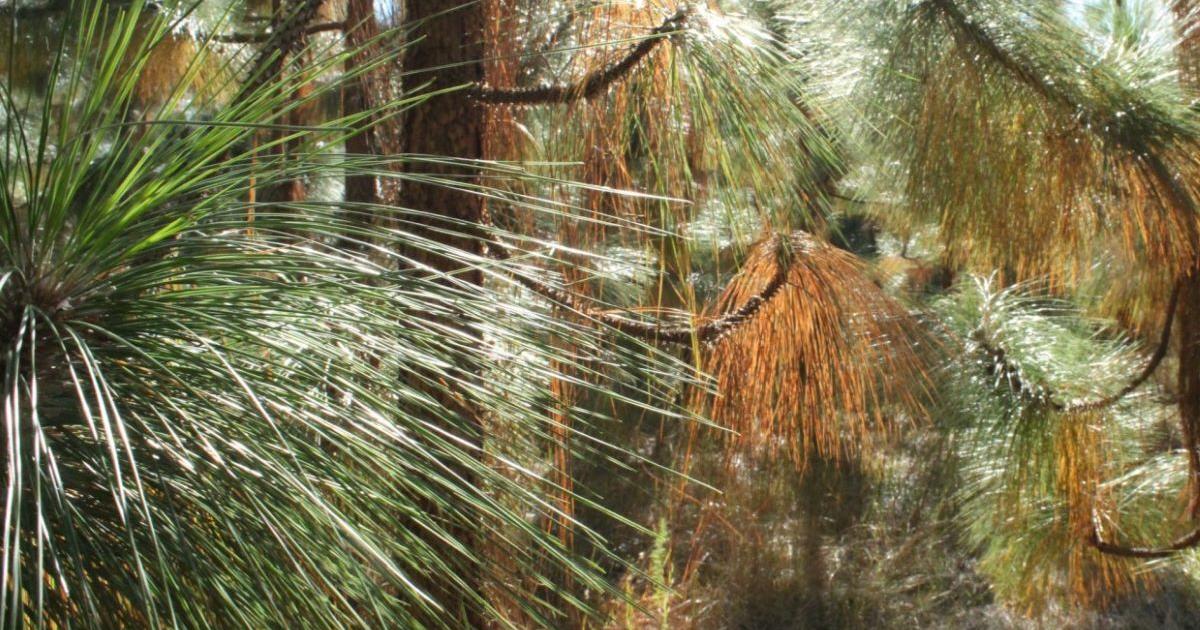 N.C. Forest Service selling tree seedlings to benefit environment ...