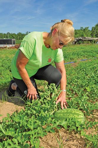 With help, longtime farm stand returns | News | carolinacoastonline.com