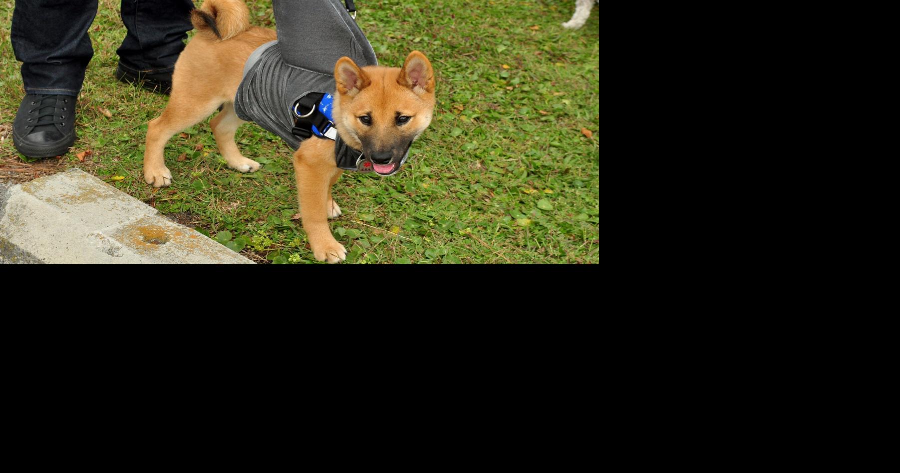 GALLERY: Barktoberfest brings canine fun to Rotary Dog Park ...