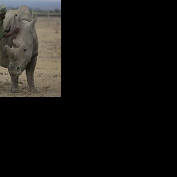 A rhino got pregnant from embryo transfer, in a success that may help ...