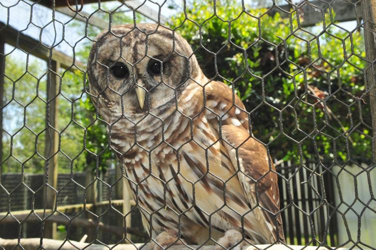 GALLERY: OWLS issues call for community workday volunteers | Multimedia ...