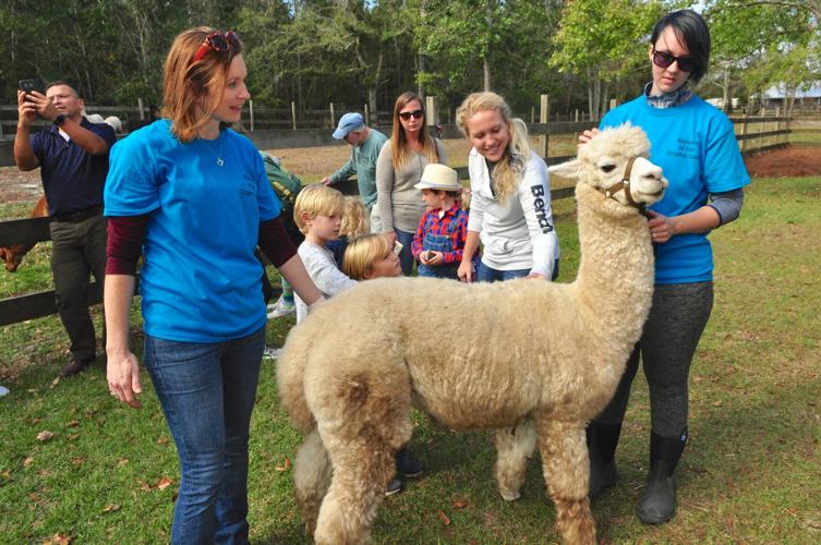 Alpaca farm to open to the public | News | carolinacoastonline.com