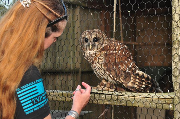 GALLERY: OWLS issues call for community workday volunteers | Multimedia ...